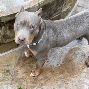 Silver Iced Out Cuban Link Dog Chain/ Custom Dog Chain, Handmade Dog ...