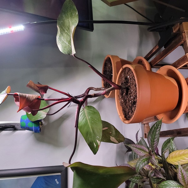 Philodendron Pink Princess Starter Plant (starter Plants Require You to ...