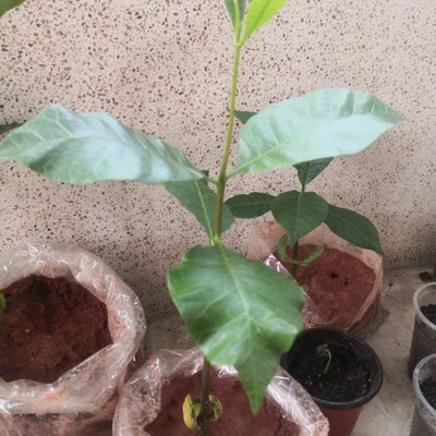 Sama Rice 200 Grams Barnyard Millet Vari Sama for Fast - Etsy