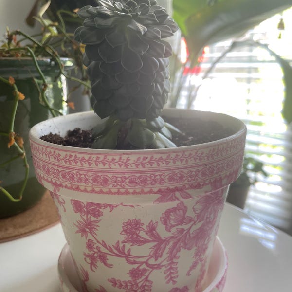 Toile Flower Pot With Saucer – Châteaucore Blue and White Chinoiserie ...