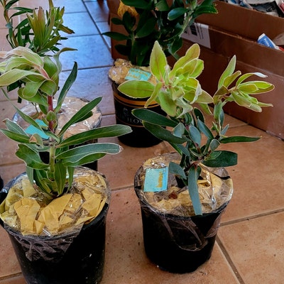 ONE Protea Empress New Variety 1gal Plant - Etsy