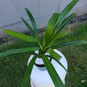 ONE Pandan Plant, Pandanus, Pandan in 4 Pot - Etsy