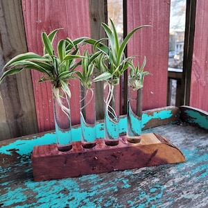 Black Walnut Propagation Set of 3 / Hydroponic Rooting Vases / - Etsy