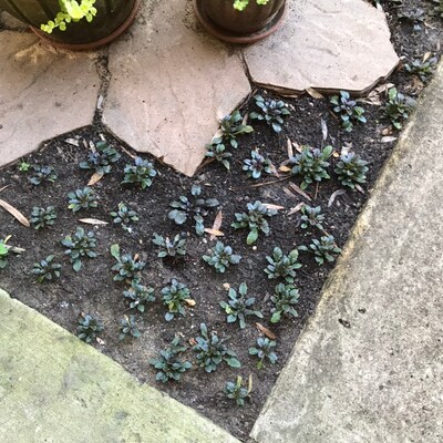 50 Bugleweed ajuga Reptans Chocolate Leaved Bare-rooted Starter Plants ...