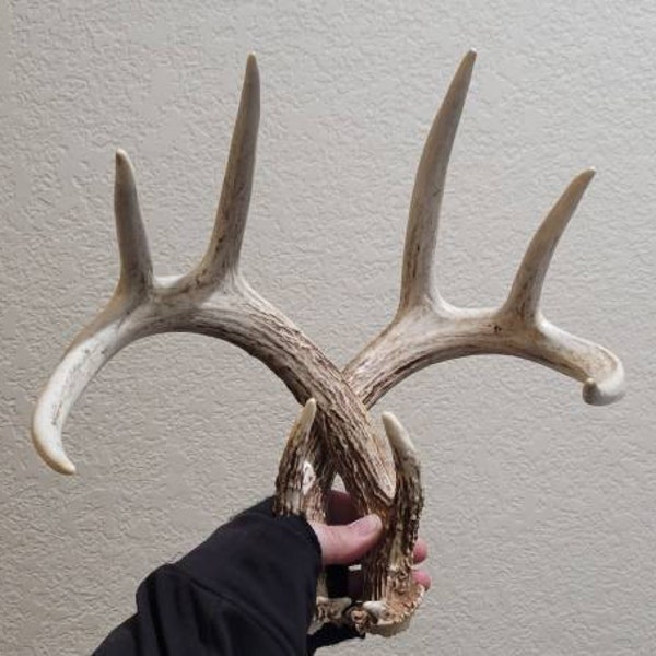 2 Pack Deer Antler. Whole Deer Antler. Craft Grade. Grade A Antlers ...