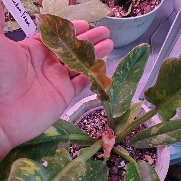 Philodendron Ring of Fire | Philodendron Ring of Fire Variegated ...