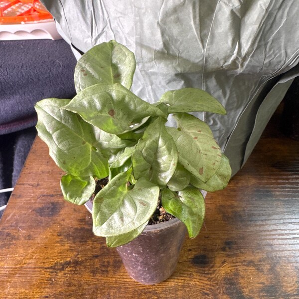 Columnea Gloriosa “flying Goldfish Plant” Starter Plant **(ALL Plants ...