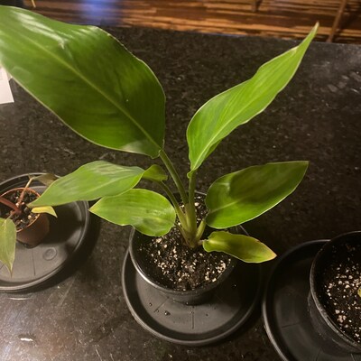 Alocasia Dragons Tooth Starter Plant must Buy A Minimum of ANY 2 PLANTS ...