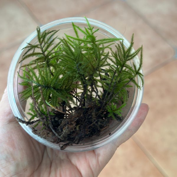 American Tree Moss - Etsy