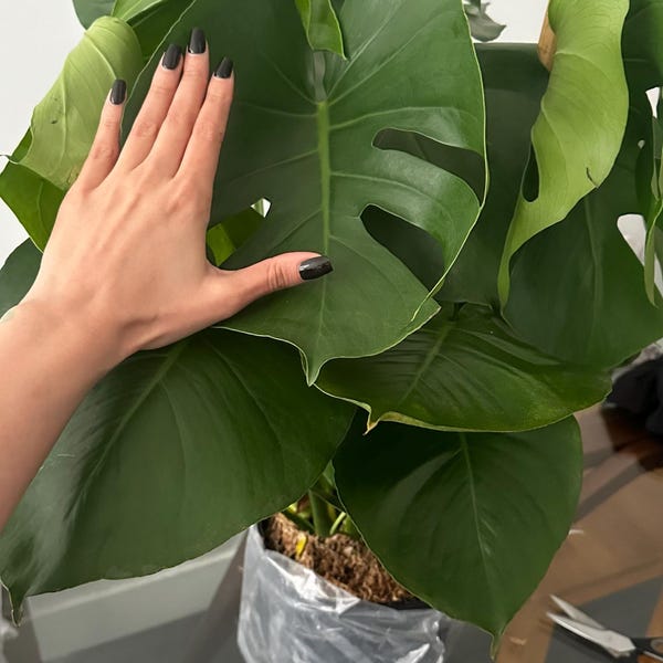 Monstera Deliciosa Large Tropical Split Leaf Plant 3 Gallon / 10" Pot ...