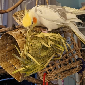 Picasso Picker Bird Toy | Etsy Canada