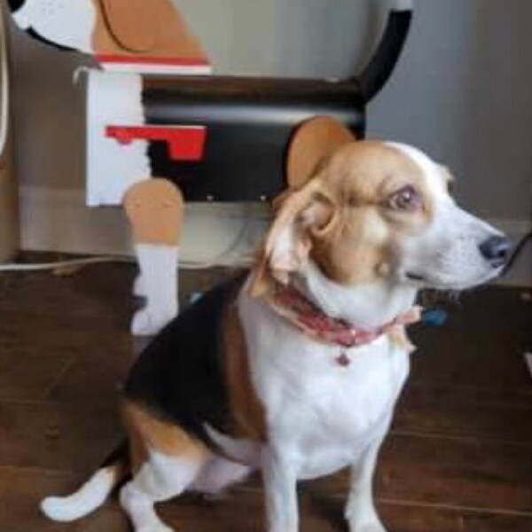 BOXER MAILBOX - Etsy