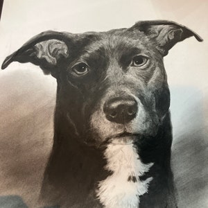 Custom Pet Portrait Charcoal Custom Dog Portrait Pet Commission Custom ...