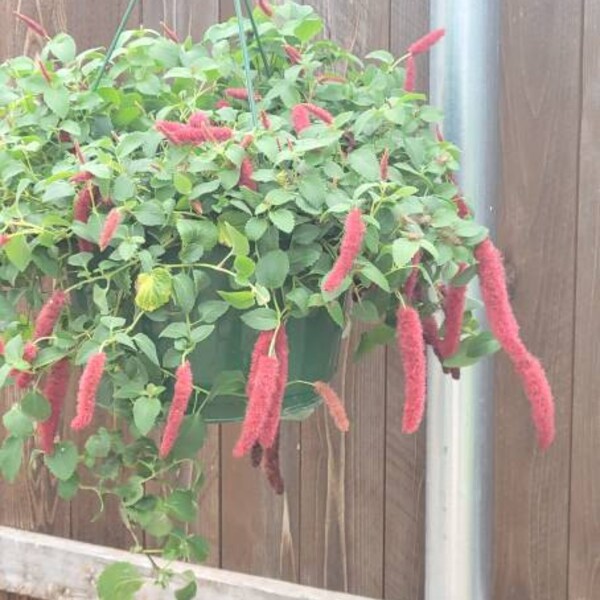 2 PCS Hangs EZ Fence Post Hangers With Ivy Inserts(plant Hanger, Garden ...