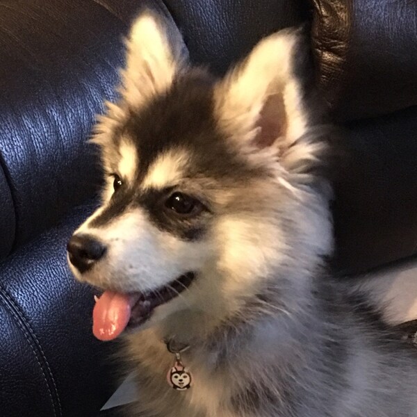 Pet ID Tag - Husky - Etsy