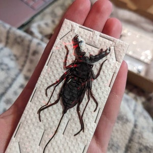 REAL Orb Weaver Teardrop Spider on Real Preserved Spider Web Necklace ...