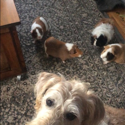 Hamster, Gerbil, Rat, and Mouse Forage Mix - Etsy