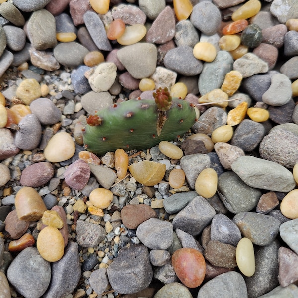 Native North American Prickly Pear. Opuntia Humifusa. Opuntia Cespitosa ...