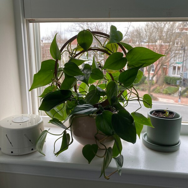 Ladder Arch Indoor Plant Trellis (3 Sizes for 2-6" Pots) | Mini & Small ...