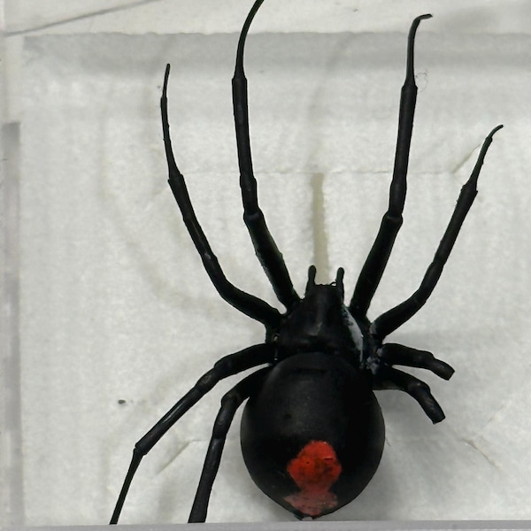Giant Plastic Spider as Decoration | Double Sized Realistic Giant House ...