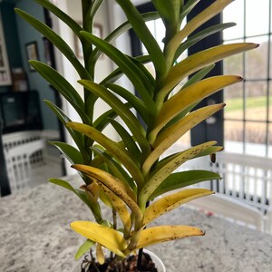 Dendrobium Popper Red Deep Color Orchid Plant Den - Etsy