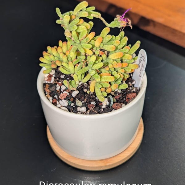 Beautiful Succulent: Dicrocaulon Ramulosum (l.bolus) Ihlenf Purple ...