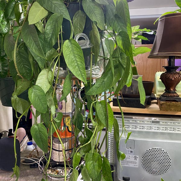 Large Devils Ivy ,golden Pothos 6inch (green Pot) Super Full Tropical ...