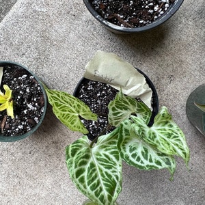 Syngonium Batik Starter Plant ALL STARTER PLANTS Require You - Etsy