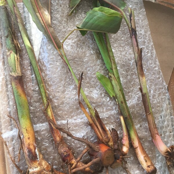 2x Heliconia Rostrata Rhizomes, Hanging Lobster Claw, False Bird of ...