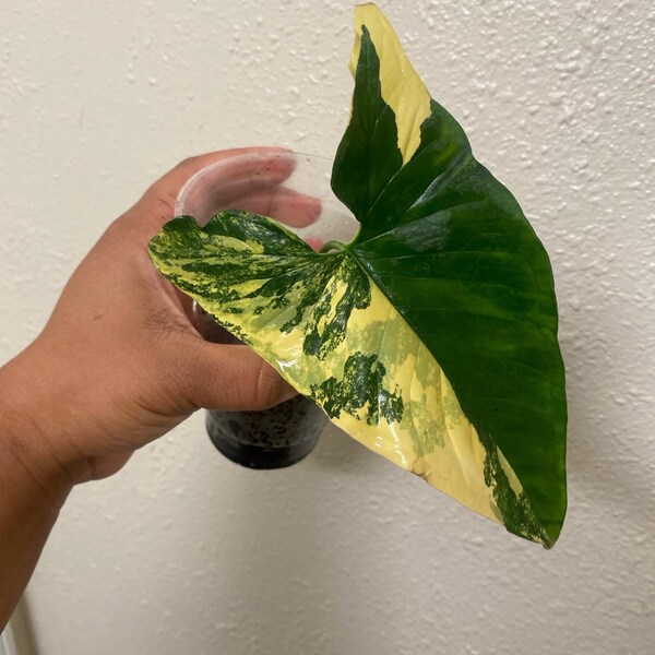 Anthurium Zara X Michelle Doc Block Hybrid - Etsy