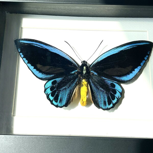 Real Lanternfly/plant Hopper Collection Pyrops Pyrorhyncha Zanna ...