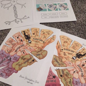 Anatomy HUMAN BRAIN Foldable Anatomically Correct Paper Hat W/lobes ...