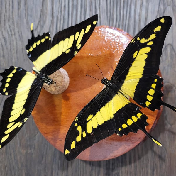The Blue Adonis Morpho Butterfly, Morpho Adonis or M. Marcus Marcus, Mounted in a Riker Mount ...