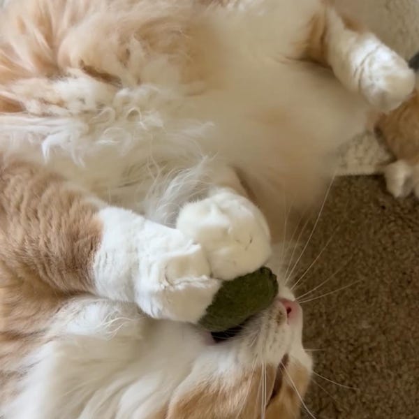 Green Olives (5) Catnip Cat Toy Hand-sewn Handmade Homegrown Cute ...