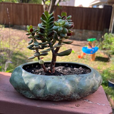 Premium Large Shallow Succulent Planter Pot, Ceramic With Decorative ...