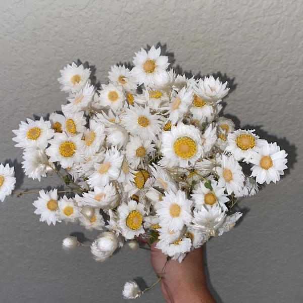 2025 New Dried White Daisies Dried Rodanthe Natural Dried Flower ...