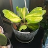 Calathea Plant Maranta Lemon Lime Live Calathea Prayer Plants ...