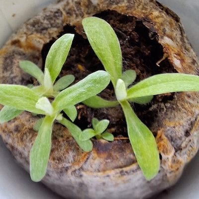 Cucumis Melo, Early Silver Line Melon, Korean Heirloom, 10 Seeds - Etsy