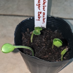 Grow Baggie Ready to Go Fast Germination Seed Kit Includes | Etsy