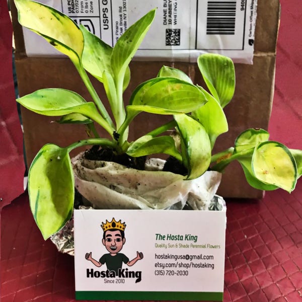 2 Whirlwind Romance Lenten Rose Rare Flowering Perennial Live Plant ...