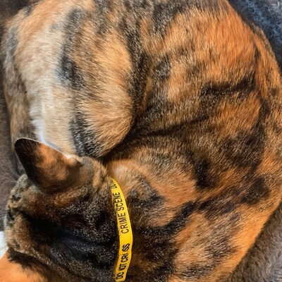 Crime Scene Halloween Breakaway Cat Collar - Etsy