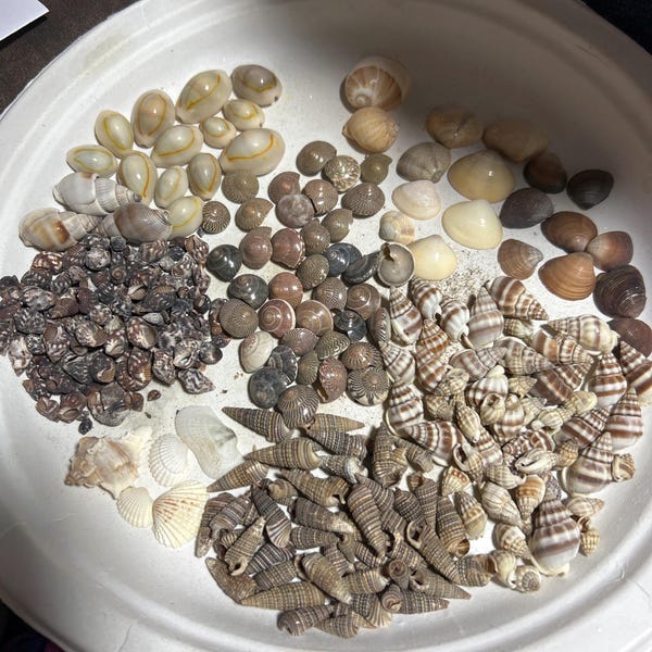 Small Scallop Baking Dish Seashells Pecten Yessoensis (8 Shells Approx ...