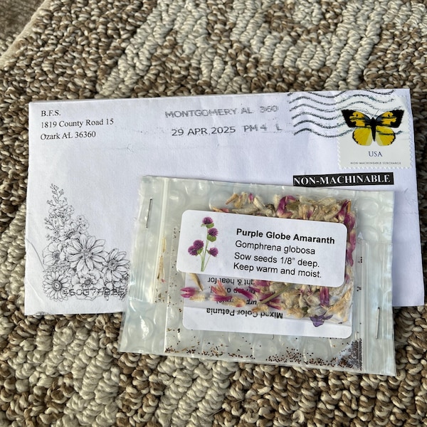 Tulip Poplar Tree Seeds 15 Seeds Black Swallowtail Butterfly Host ...