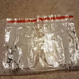 20pcs Hosta Plantaginea Fragrant Plantain Seeds Fire and Ice Shade Pink ...