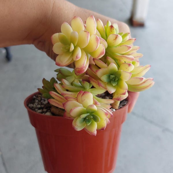 Mix Rare Live Succulent Plants Advanced Level Blind Box, 2-3.5" Random ...