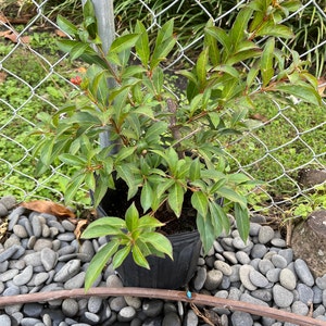 Necklace Pod Sophora Tormentosa TREE FORM 10 Inch Pot FREE Shipping ...
