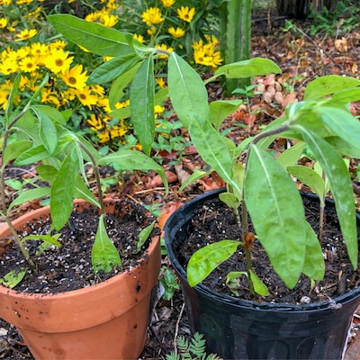 2 Swamp Sunflowers Yellow Daisies Perennial Plants - Etsy