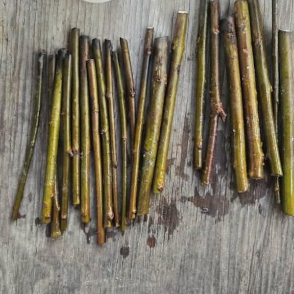 10 White Mulberry Cuttings Morus Alba. Male Tree. Animal Fodder ...