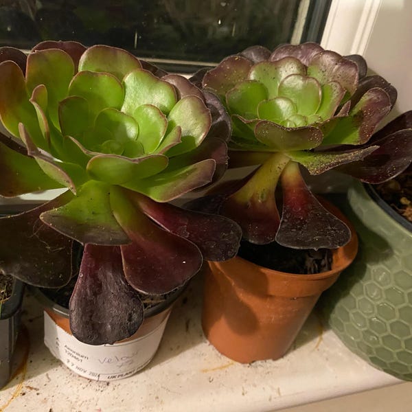 Red Lampranthus - Ice Plants - Drought Tolerant - Coastal Hardy ...