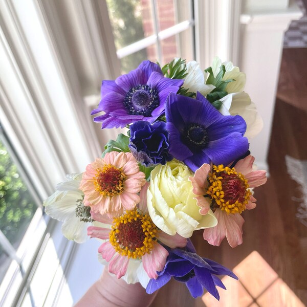 African Daisy #89 - Etsy